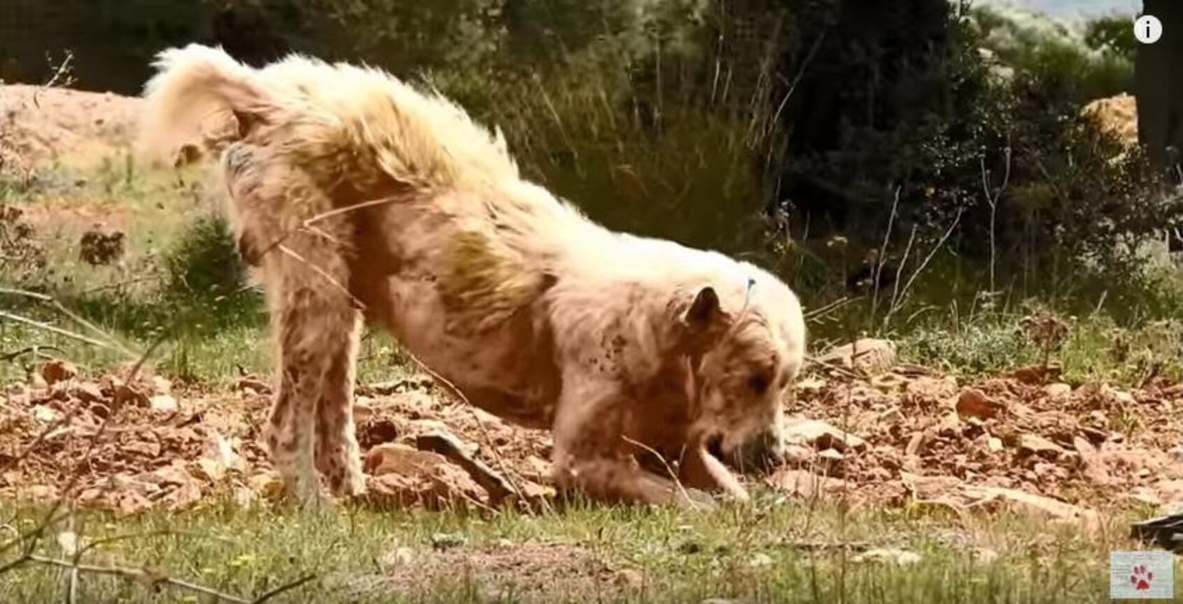 Dog Abandoned With Missing Ear Is Learning To LOVE Attention - The Dodo
