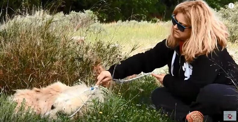 Dog Abandoned With Missing Ear Is Learning To LOVE Attention - The Dodo