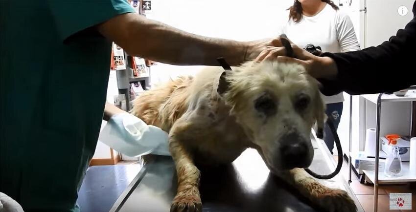 Dog Abandoned With Missing Ear Is Learning To LOVE Attention - The Dodo