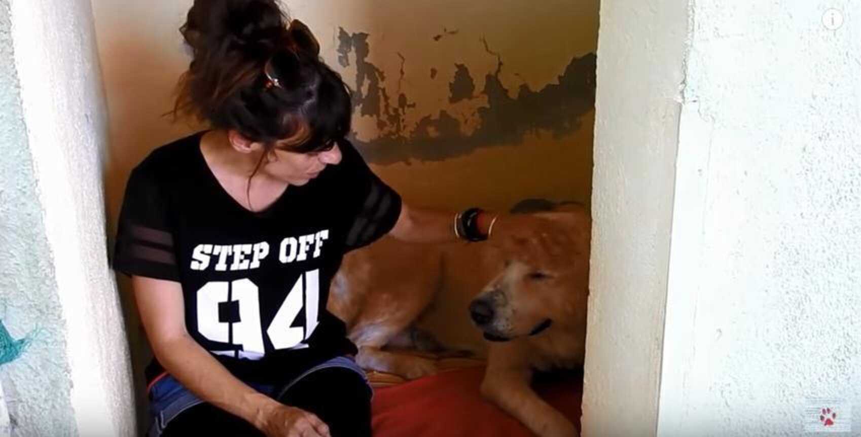 Dog Abandoned With Missing Ear Is Learning To LOVE Attention - The Dodo
