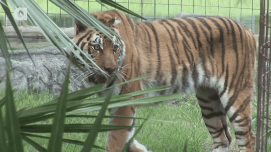 See Starving Tigers Rescued From Fake Sanctuary - The Dodo