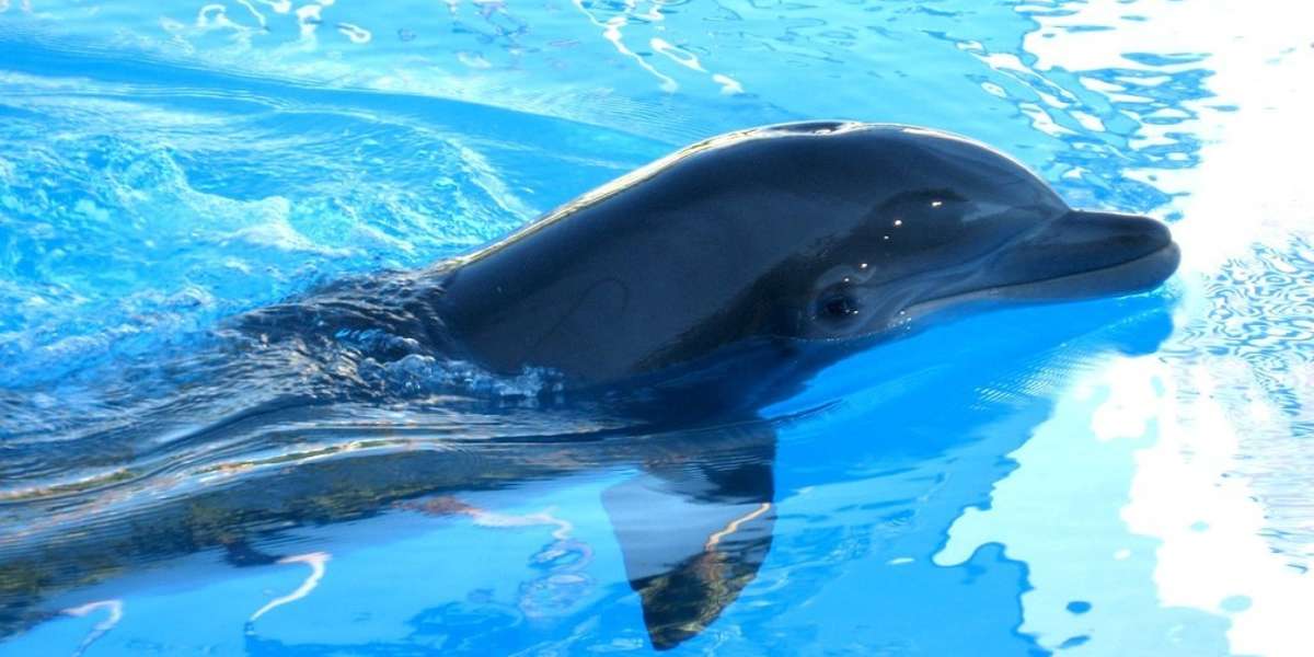 SeaWorld, Take Note: National Aquarium Considers Emptying Its Dolphin ...