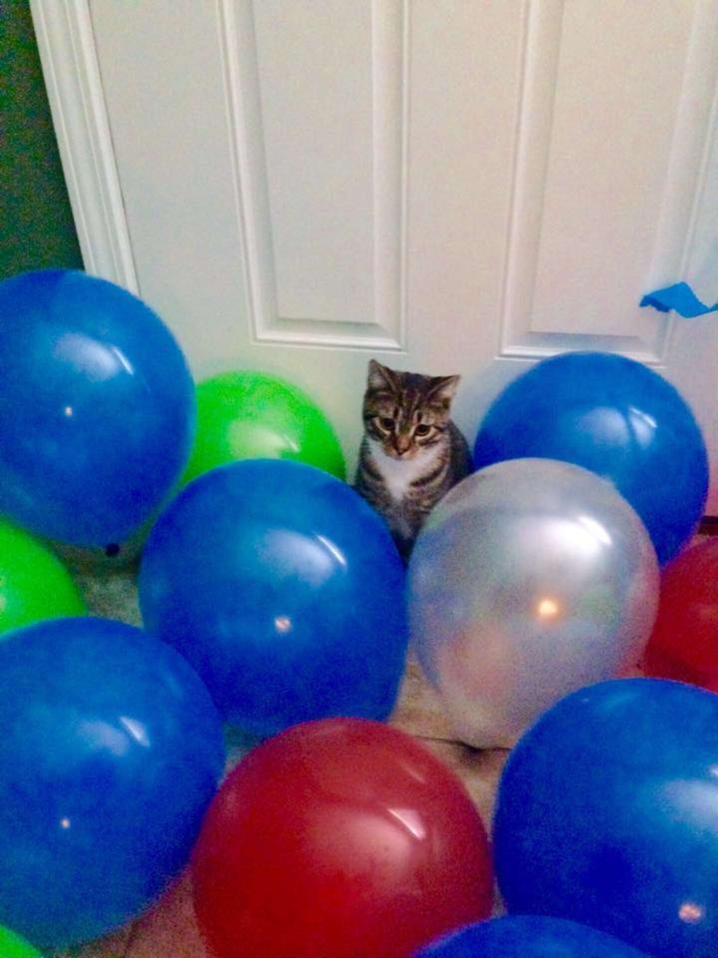 11 Cats Who Totally Understand Being Introverted - The Dodo