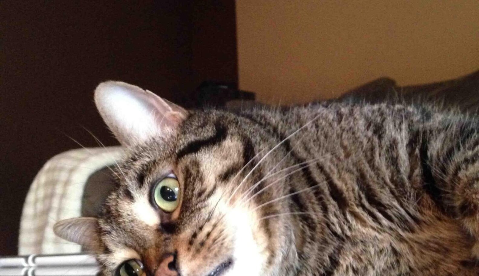 11 Cats Who Totally Understand Being Introverted - The Dodo