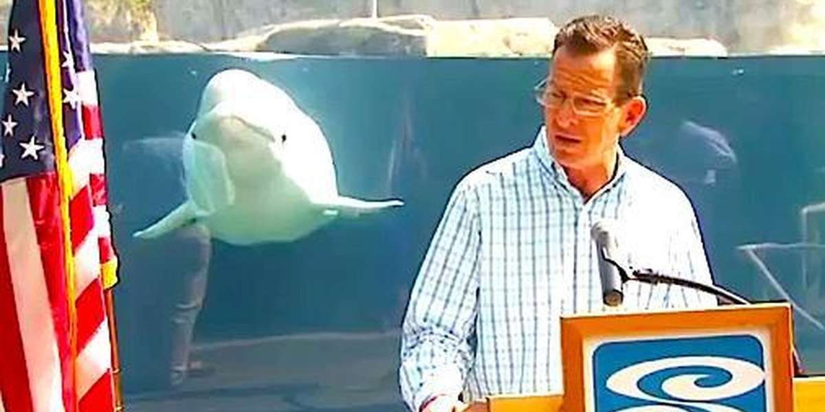 Photobombing Beluga Doesn't Really Want To Steal The Spotlight - The Dodo