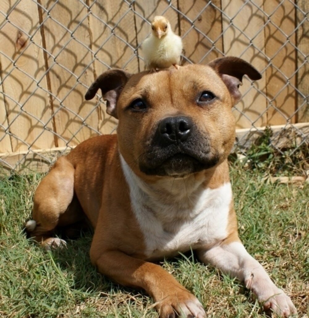 20 Dogs Who Are Total Chick Magnets - The Dodo