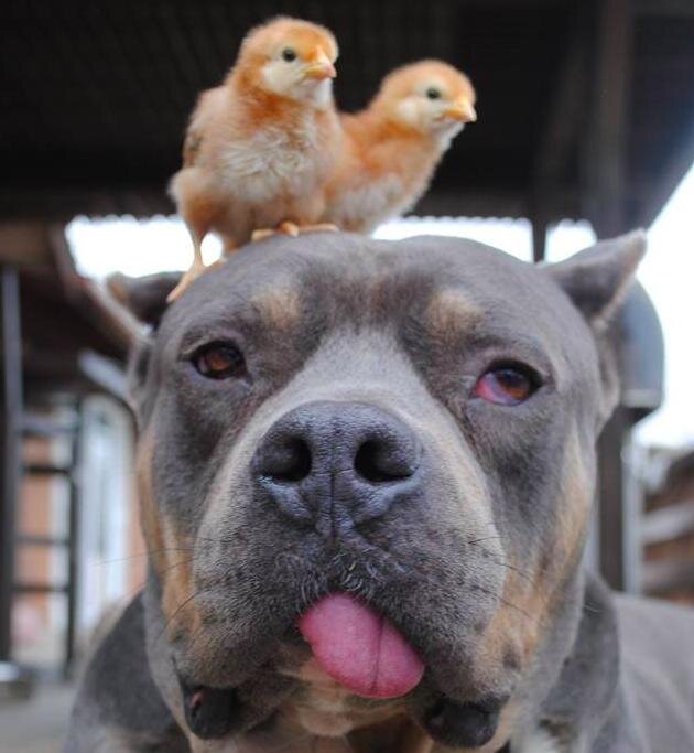 20 Dogs Who Are Total Chick Magnets - The Dodo