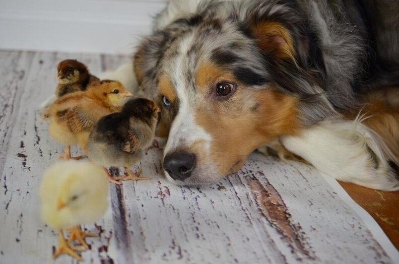 20 Dogs Who Are Total Chick Magnets - The Dodo