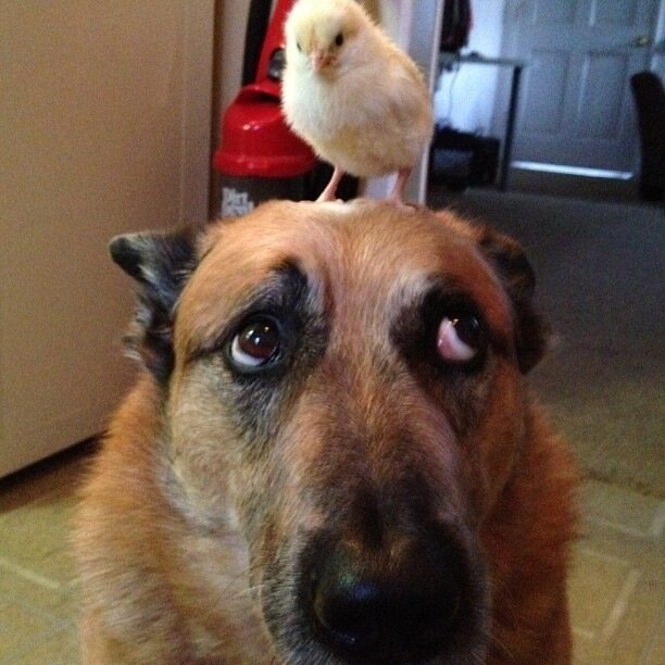 20 Dogs Who Are Total Chick Magnets - The Dodo