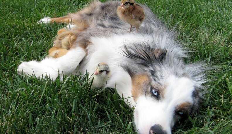 20 Dogs Who Are Total Chick Magnets - The Dodo
