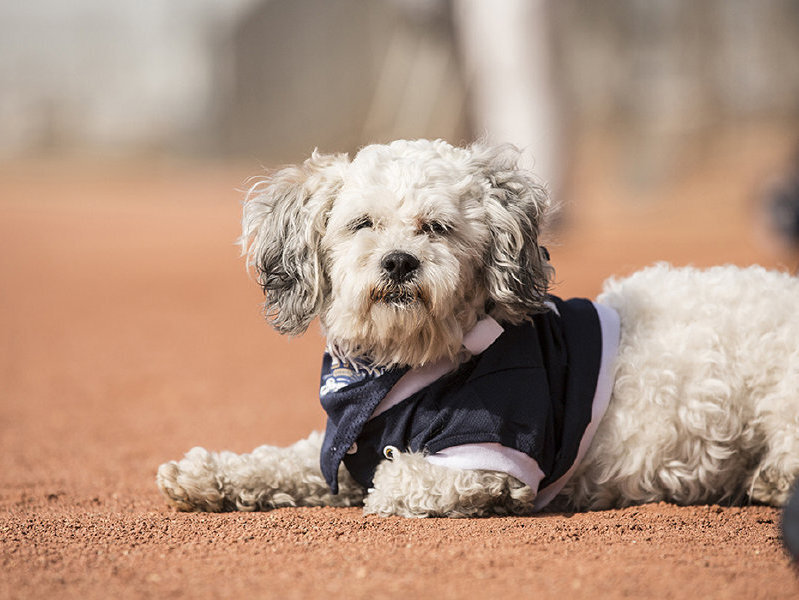 And The 'Dog Of The Year' Is ... Hank The Dog! - The Dodo
