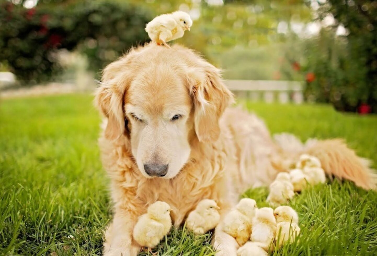 20 Dogs Who Are Total Chick Magnets - The Dodo