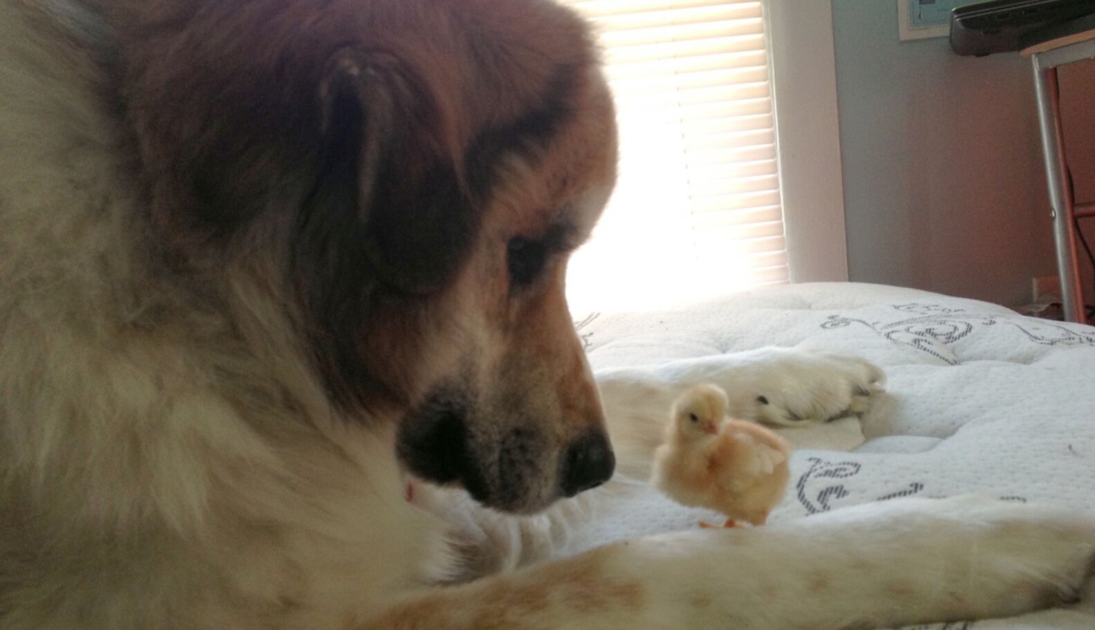 20 Dogs Who Are Total Chick Magnets - The Dodo