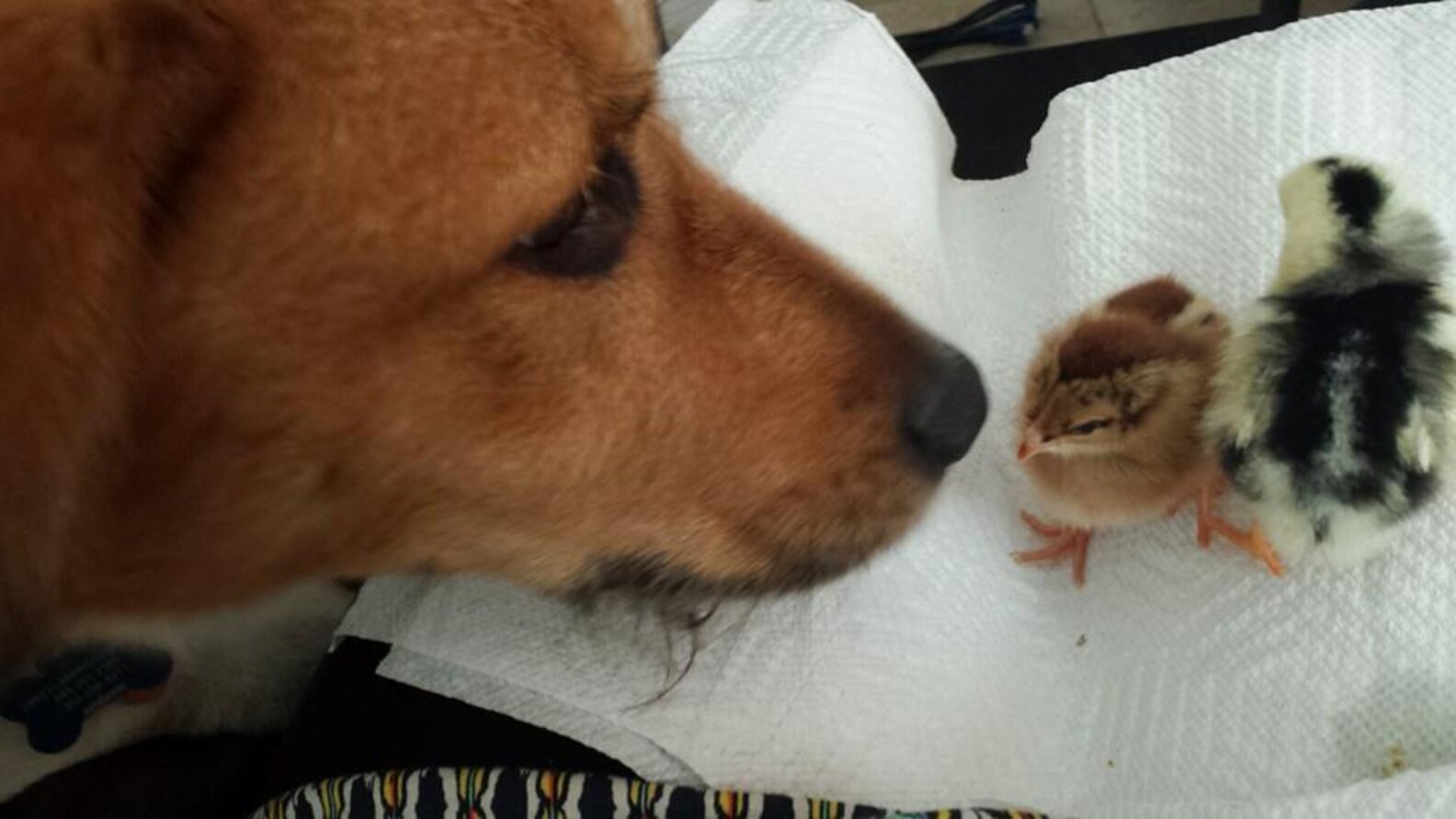 20 Dogs Who Are Total Chick Magnets - The Dodo