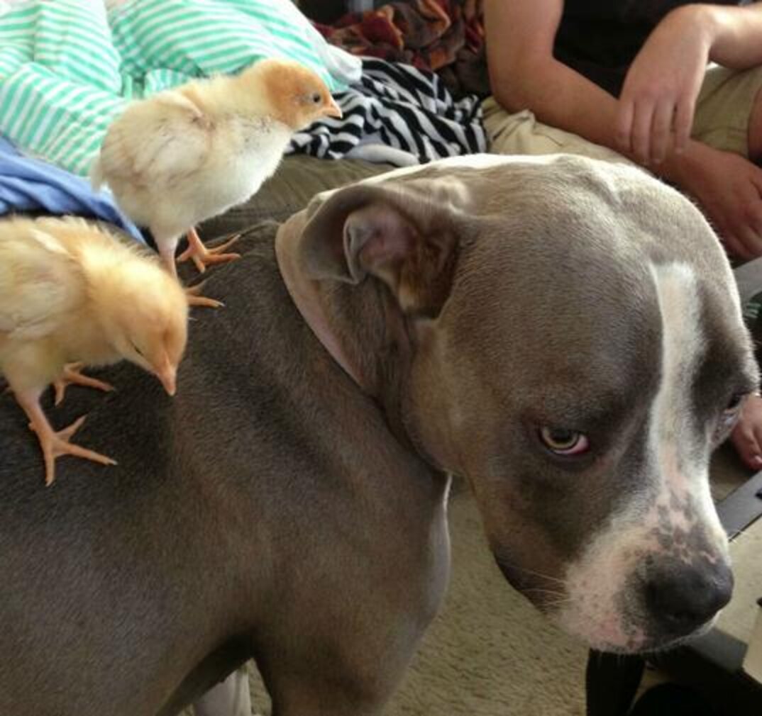 20 Dogs Who Are Total Chick Magnets - The Dodo