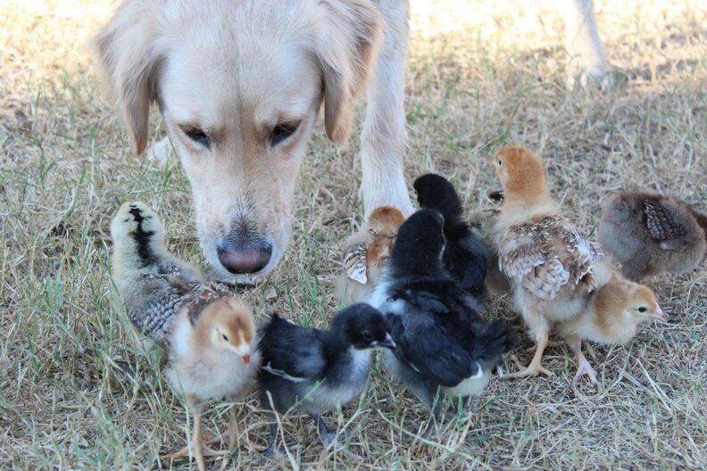 20 Dogs Who Are Total Chick Magnets - The Dodo