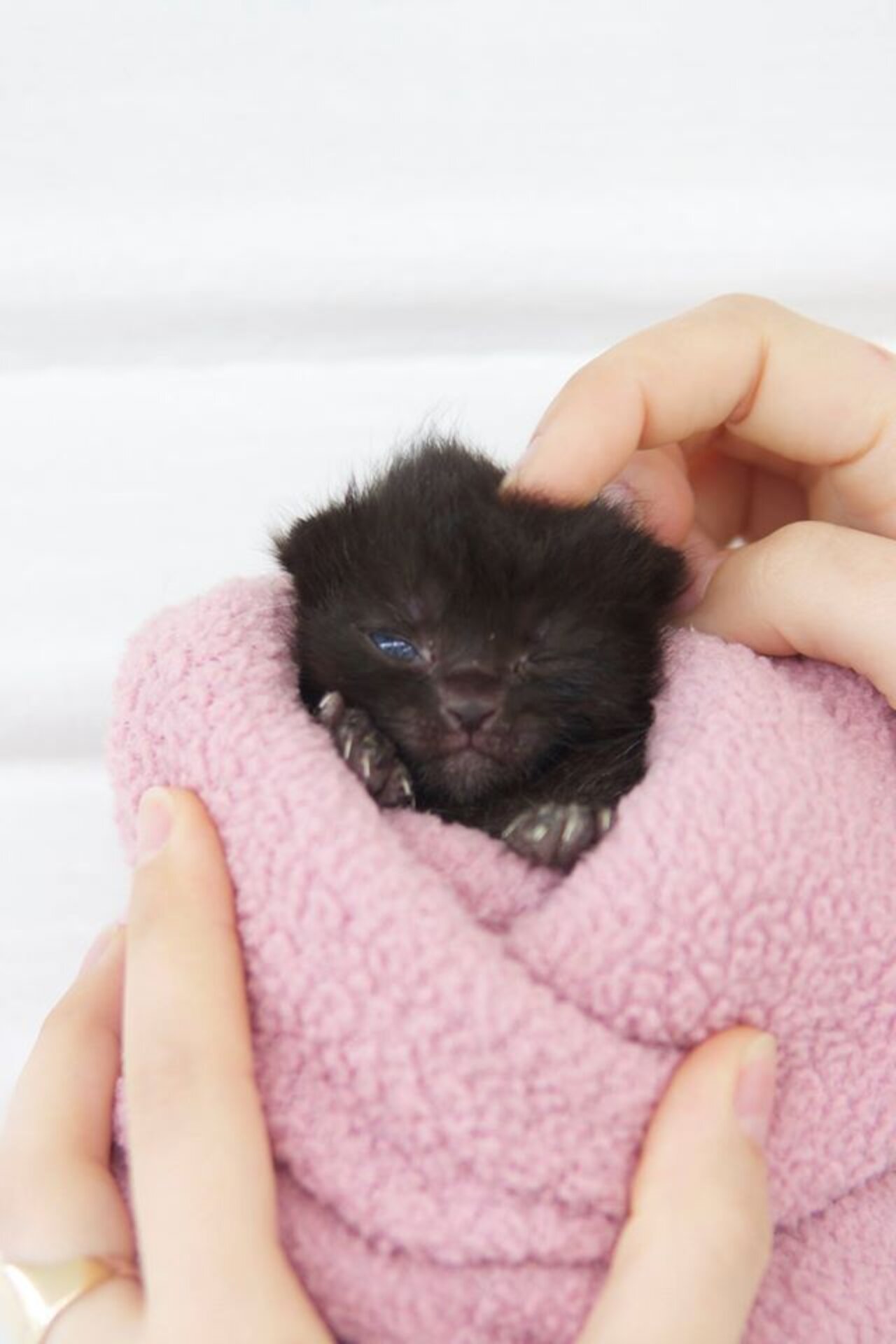 Woman Has The Best Job Ever — Rescuing The Tiniest Kittens - The Dodo