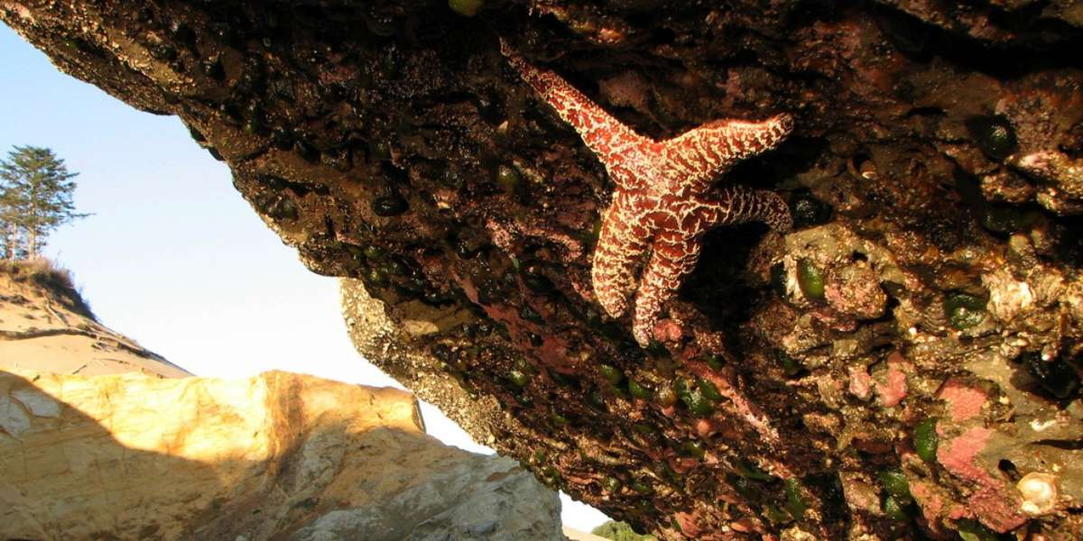 Scientists Uncover Why Sea Stars Are Melting By The Millions - The Dodo
