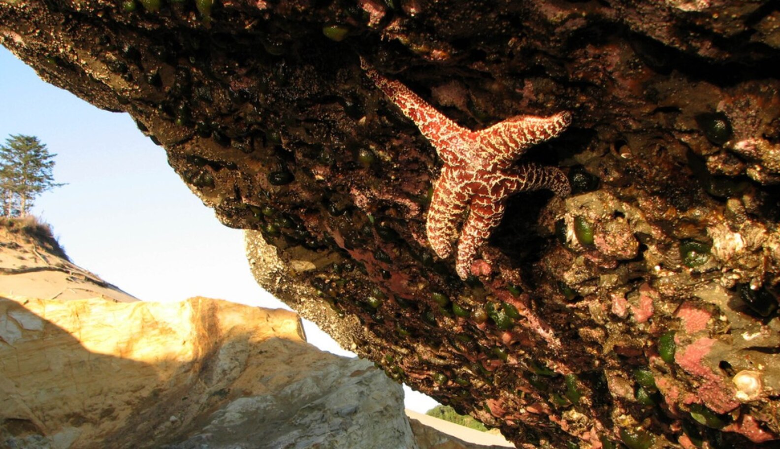 Scientists Uncover Why Sea Stars Are Melting By The Millions - The Dodo