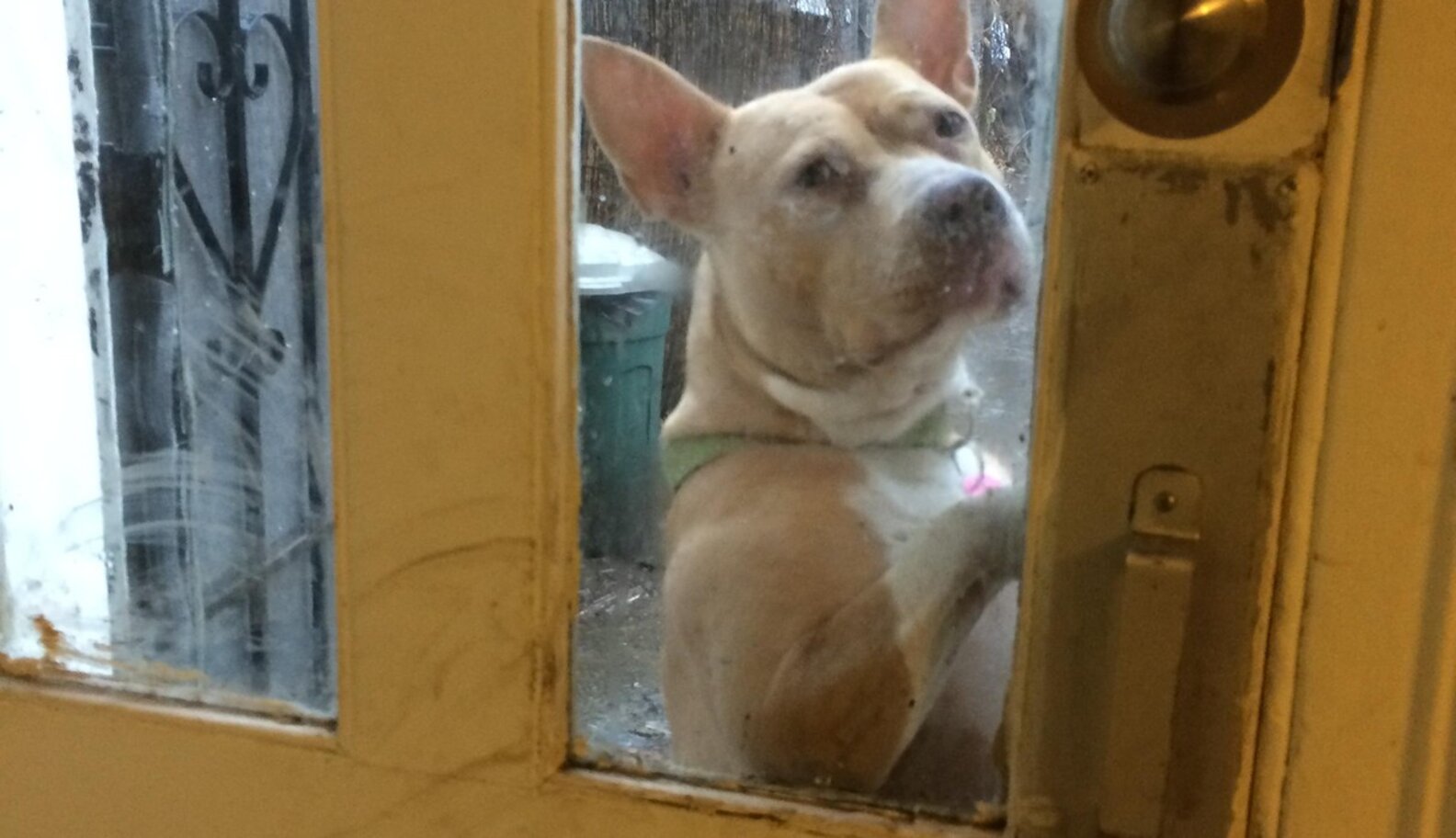 19 'The Struggle Is Real' Moments That Happen When You Have A Dog - The ...