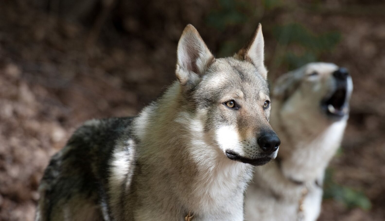 Wolves Saved Humans From Extinction - The Dodo