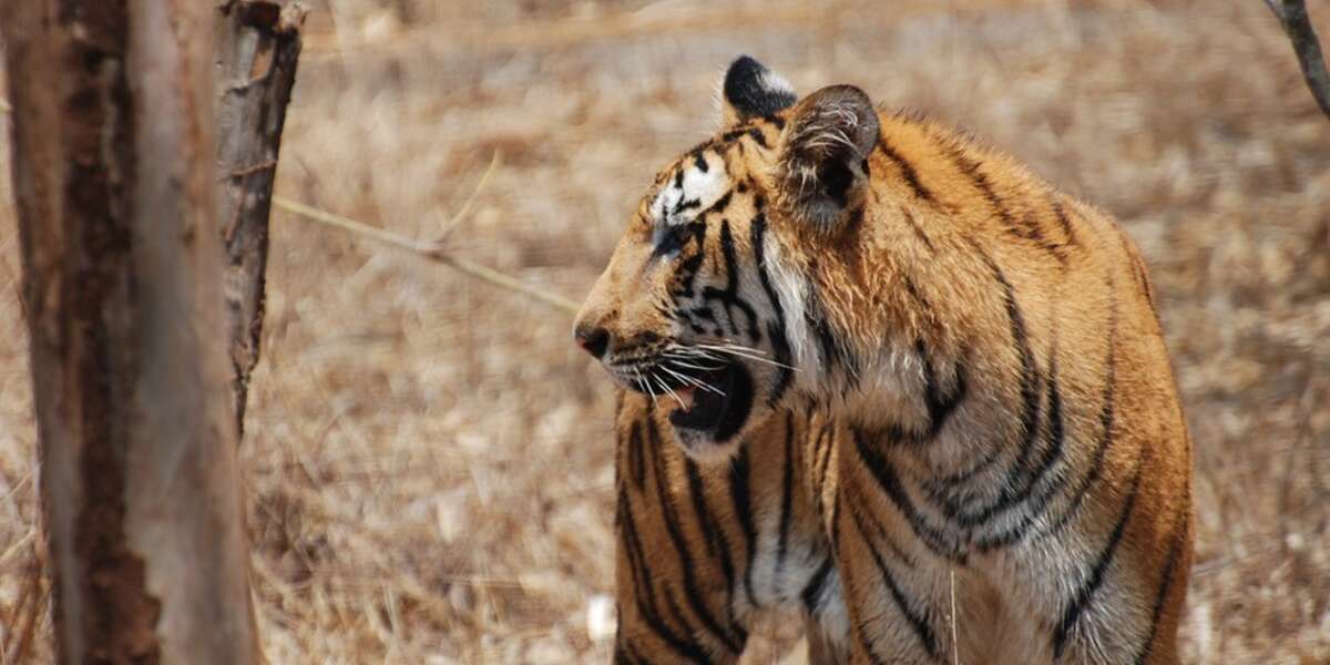 Tigers Reclaim Village After Everyone Agrees To Leave - The Dodo