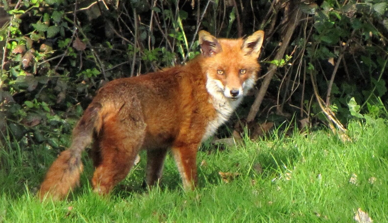 Inch by Inch, Progress for Animals - The Dodo