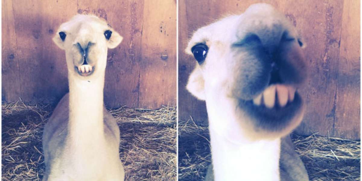 Llama Can't Stop Smiling Now That He's Found A Family - The Dodo