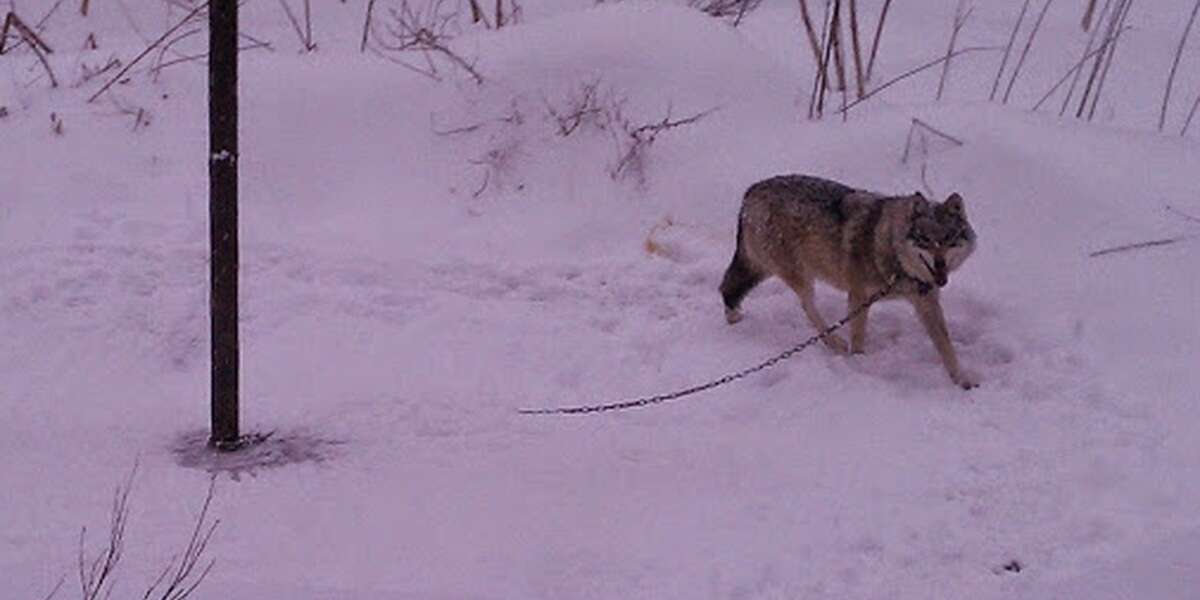 Wolf Dog Spent 2 Years Chained Up Before Someone Came To Save Him - The ...