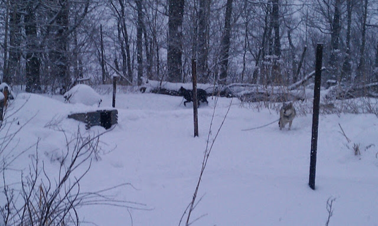 Wolf Dog Spent 2 Years Chained Up Before Someone Came To Save Him - The ...