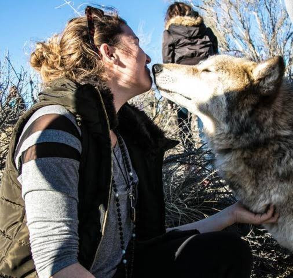 Wolf Dog Spent 2 Years Chained Up Before Someone Came To Save Him - The ...