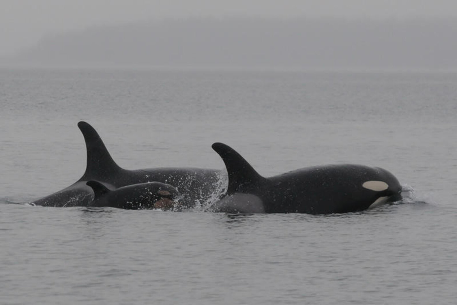 New Baby Orca Birth Gives Hope For Endangered Whales - The Dodo
