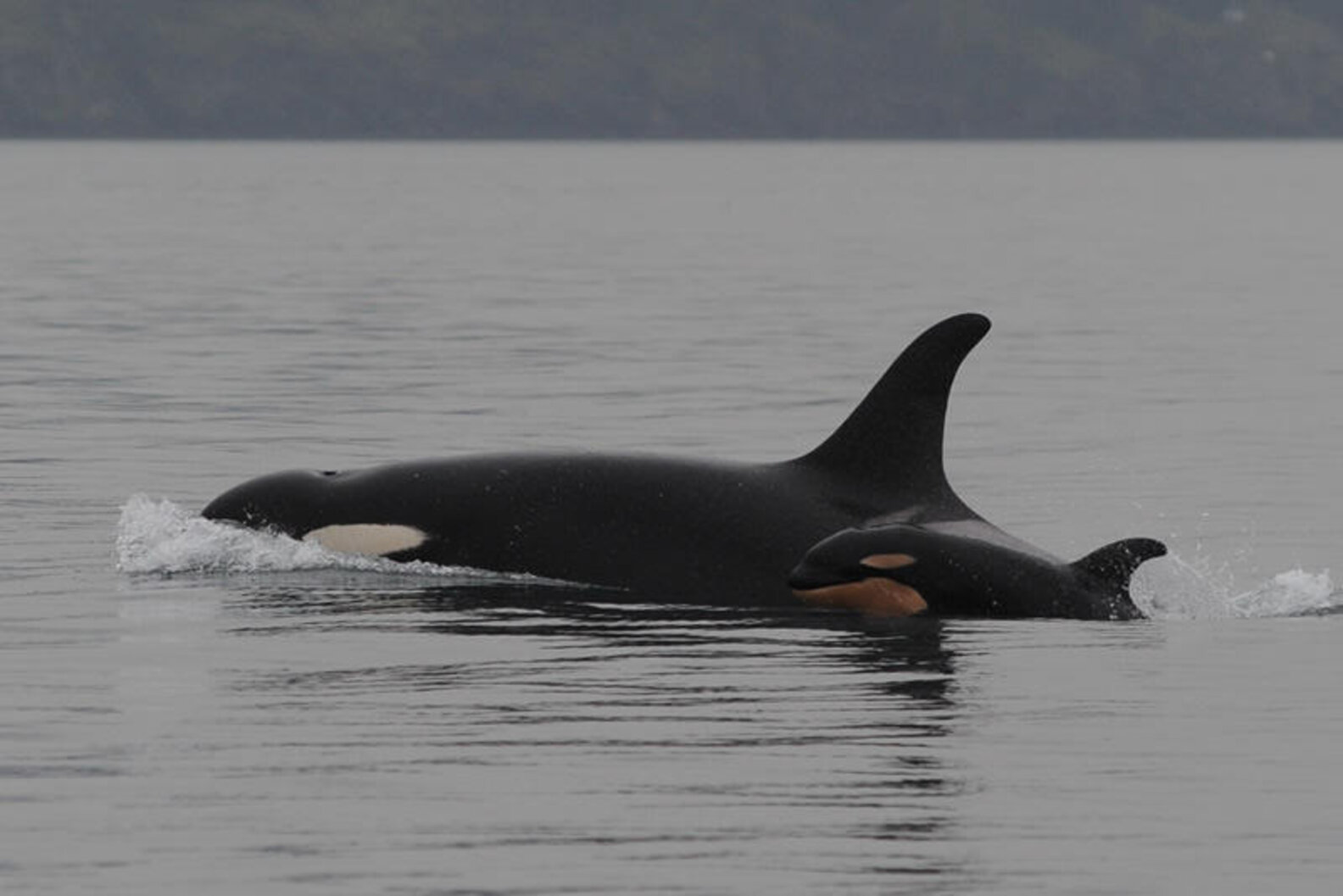 New Baby Orca Birth Gives Hope For Endangered Whales - The Dodo