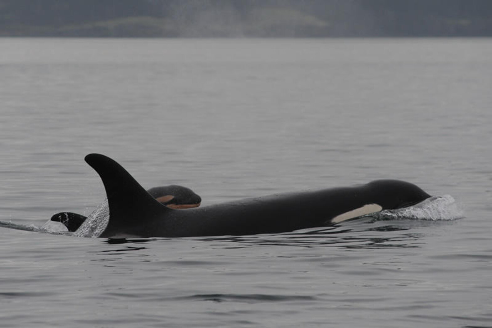 New Baby Orca Birth Gives Hope For Endangered Whales - The Dodo