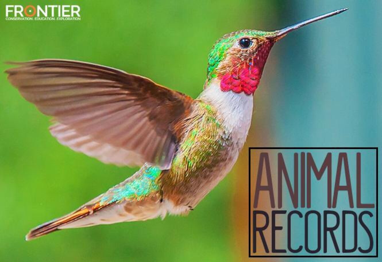 Five Ways Animals Are Better Than Humans - The Dodo