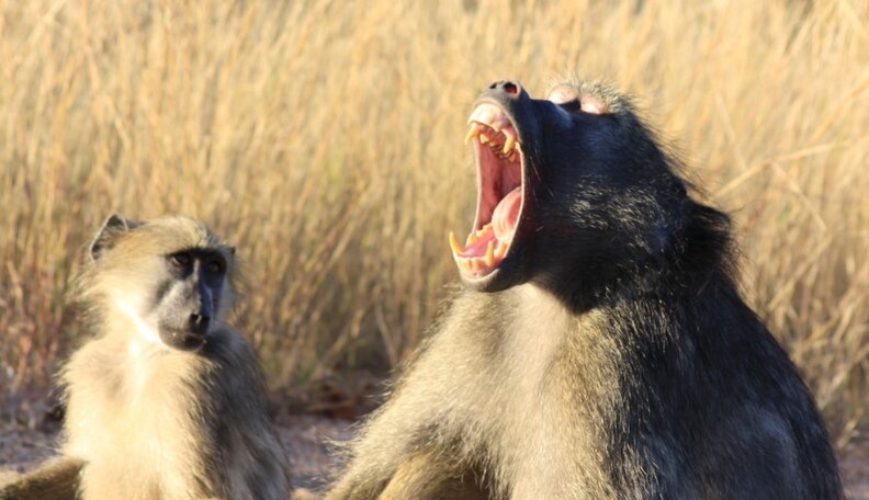 Baboons Get By With A Little Help From Their Friends - The Dodo