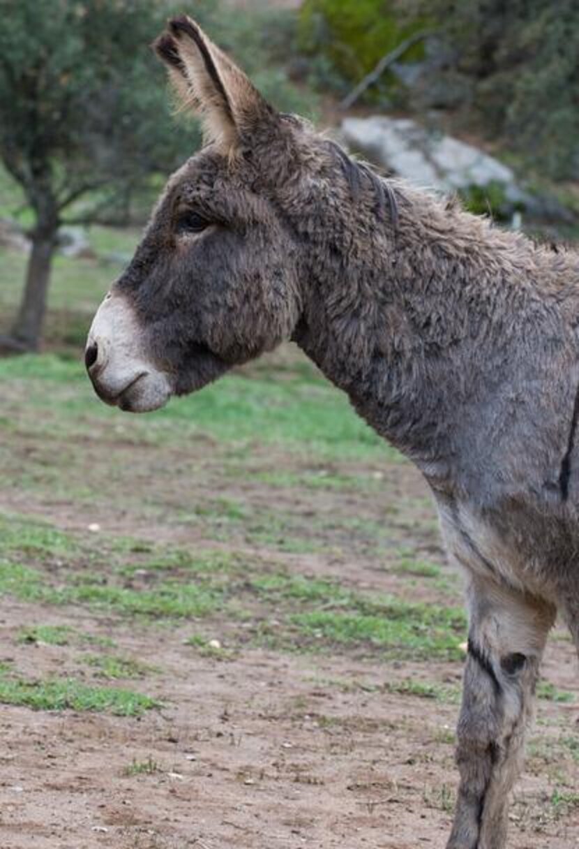 Abandoned Burro Waited And Waited By Side Of Road For Help - The Dodo