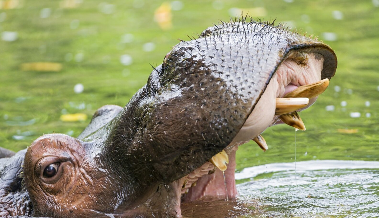 5 Cute, but Terrifying Animals - The Dodo