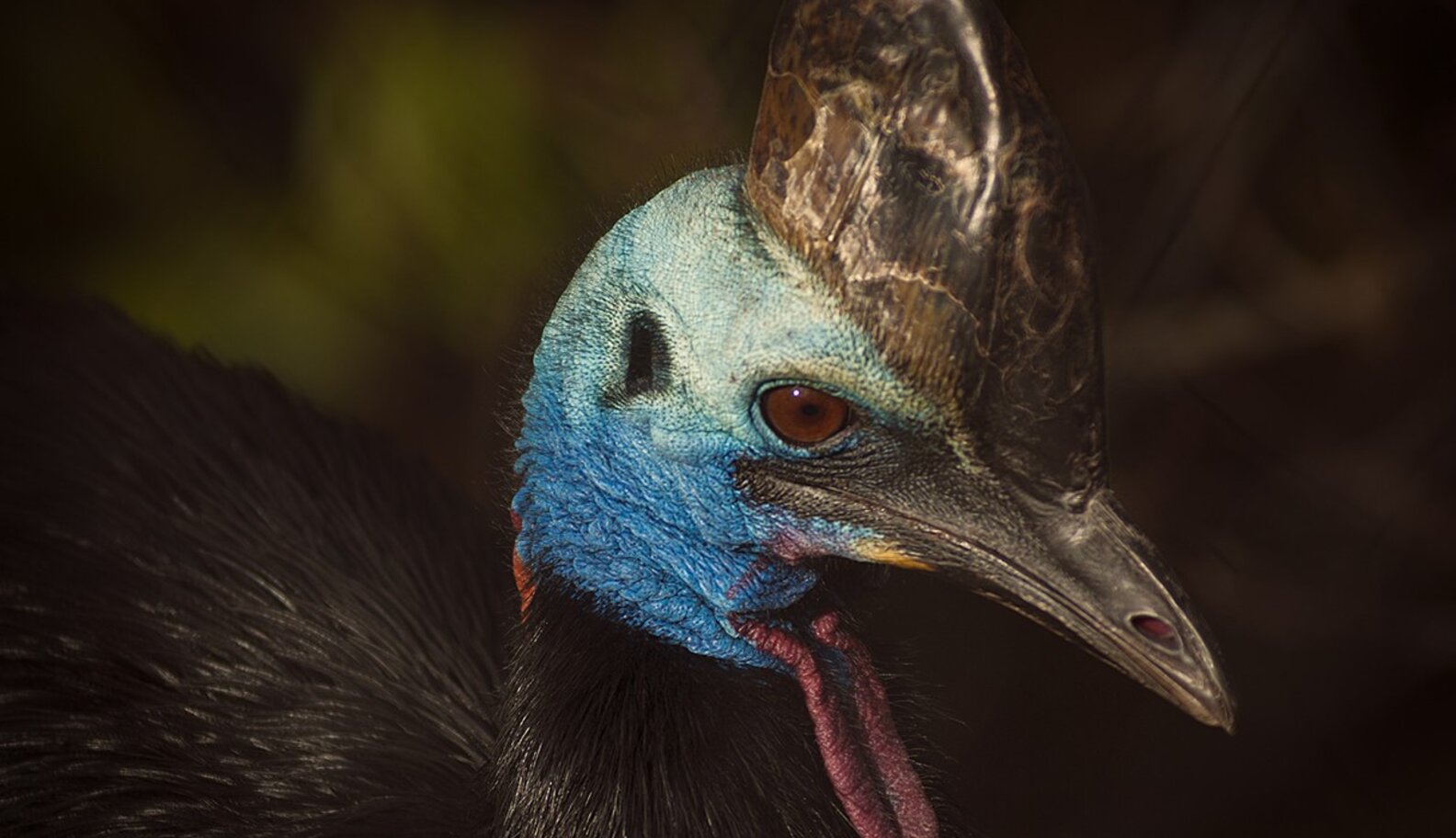 5 Cute, but Terrifying Animals - The Dodo
