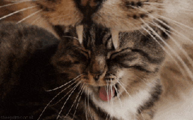 You're Not Crazy. Your Cat IS Talking To You. - The Dodo