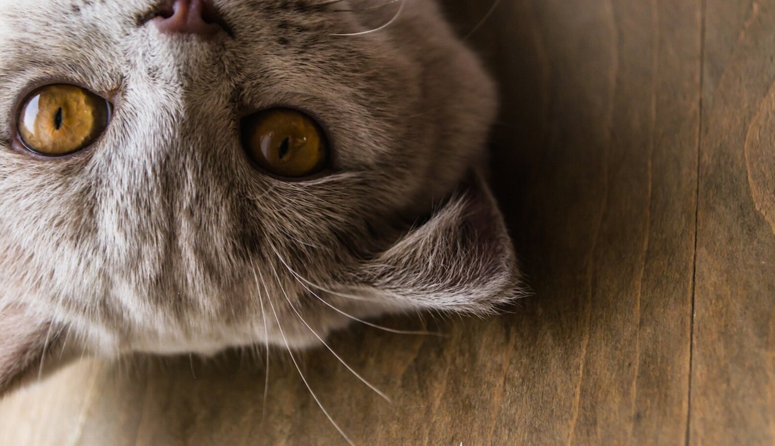 You're Not Crazy. Your Cat IS Talking To You. - The Dodo