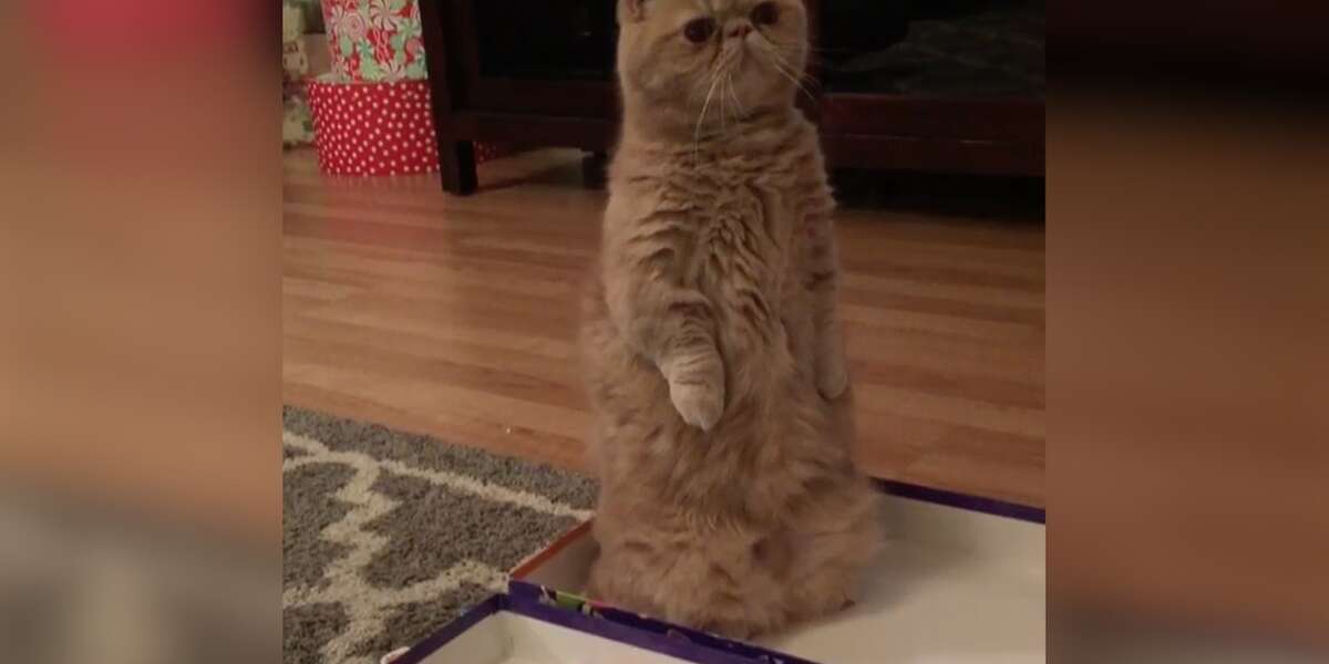 Meet Instagram Sensation, George 2 Legs - The Dodo