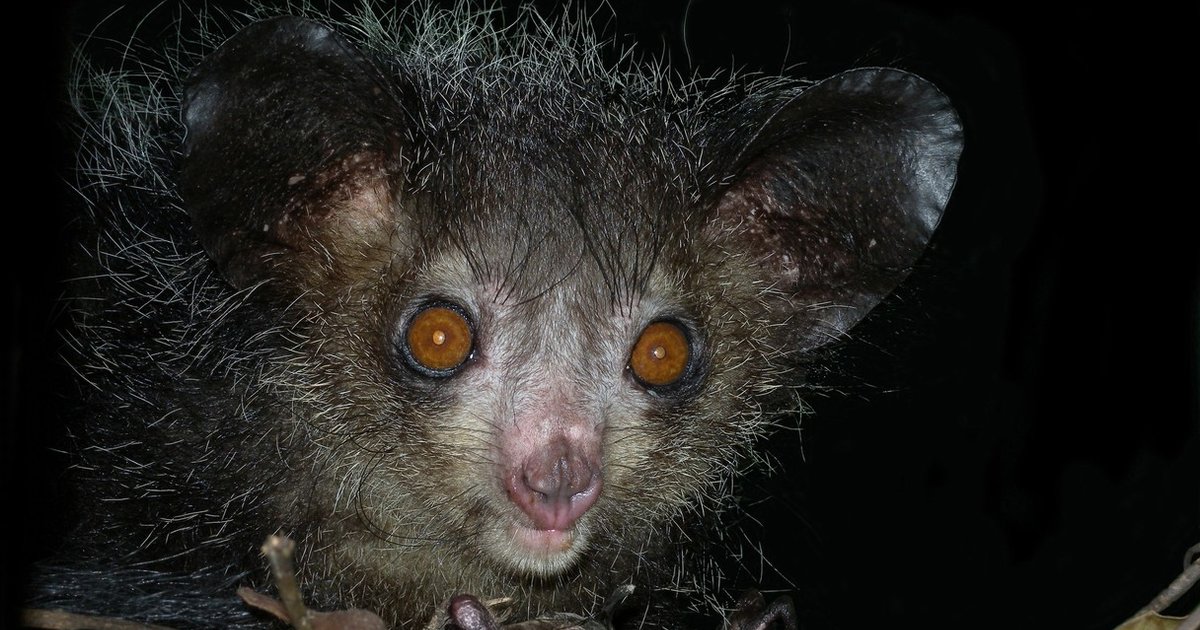 Aye Aye : Cool But Creepy Part 1 - The Dodo