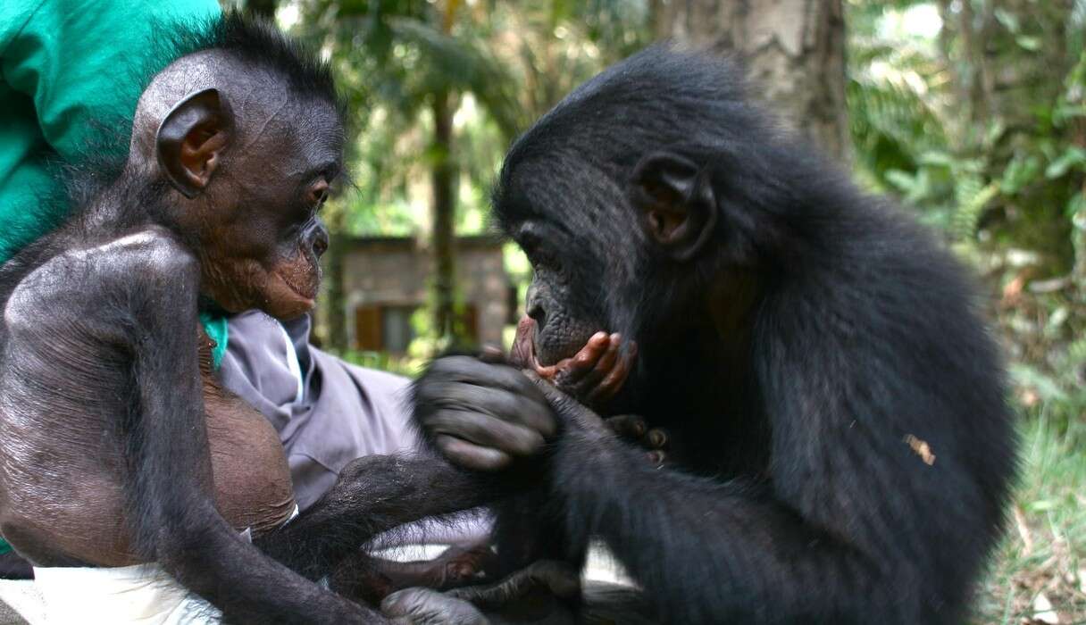 Bonobos Kissing