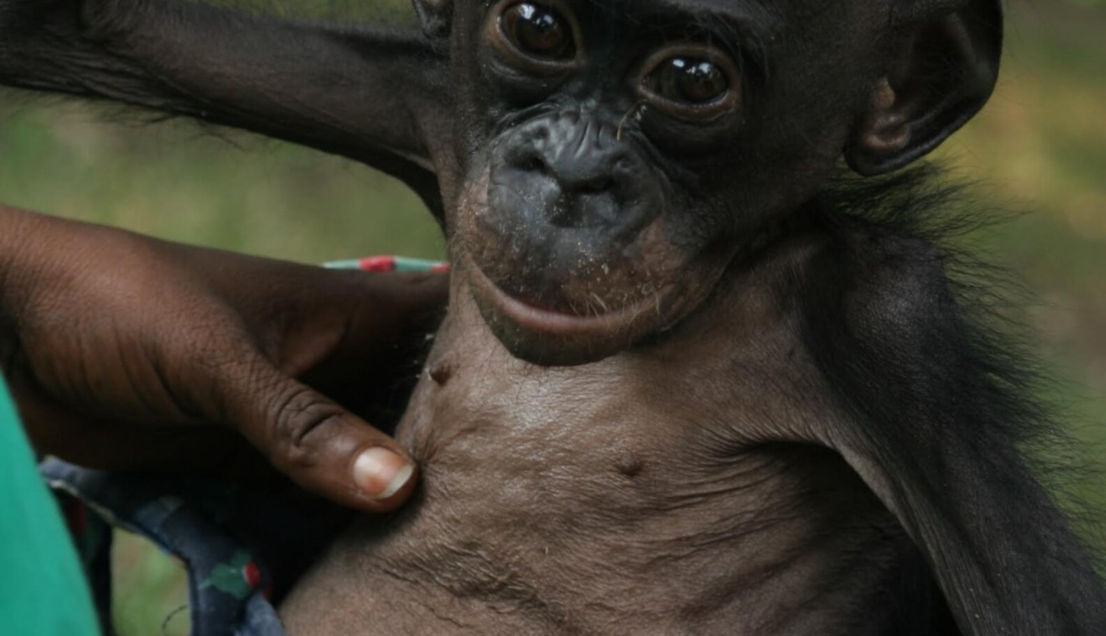 Starving Orphaned Ape Learns To Trust Again, Thanks To Her Patient ...