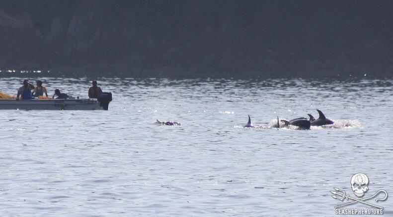 Taiji Hunt Captures 4 Dolphins, Leaves Their Orphaned Babies Behind ...