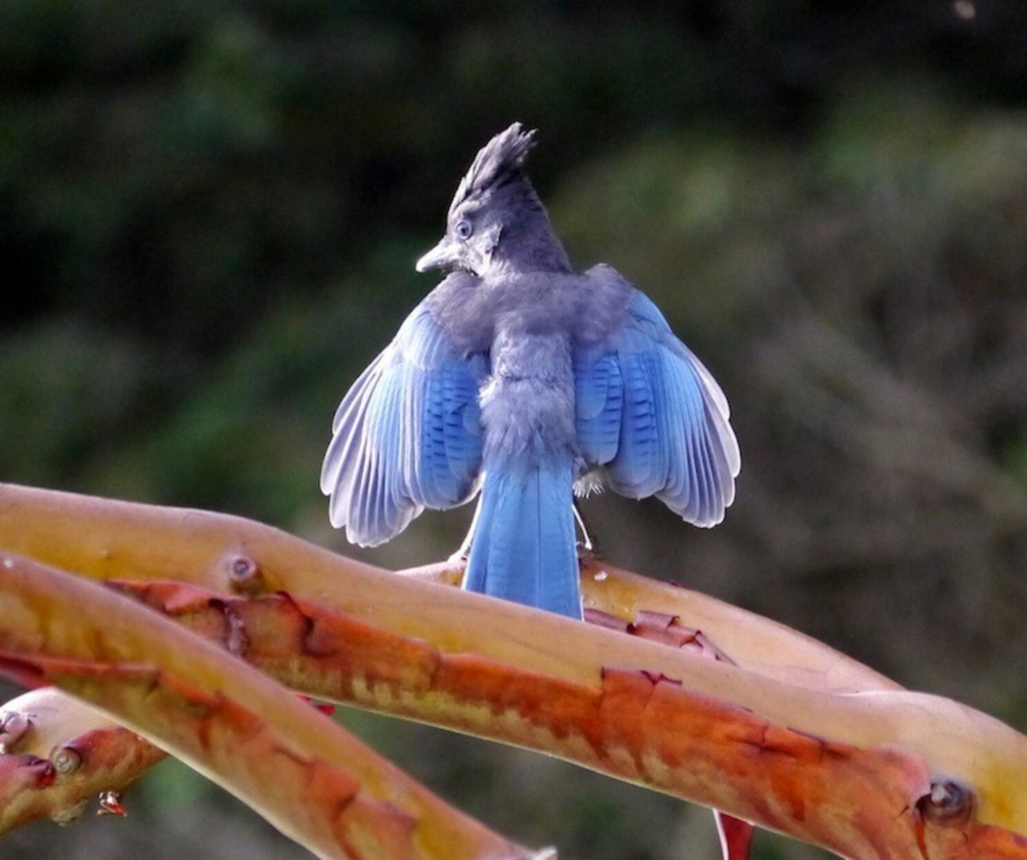 Eileen And Craig's Happy Bird Stuff - The Dodo