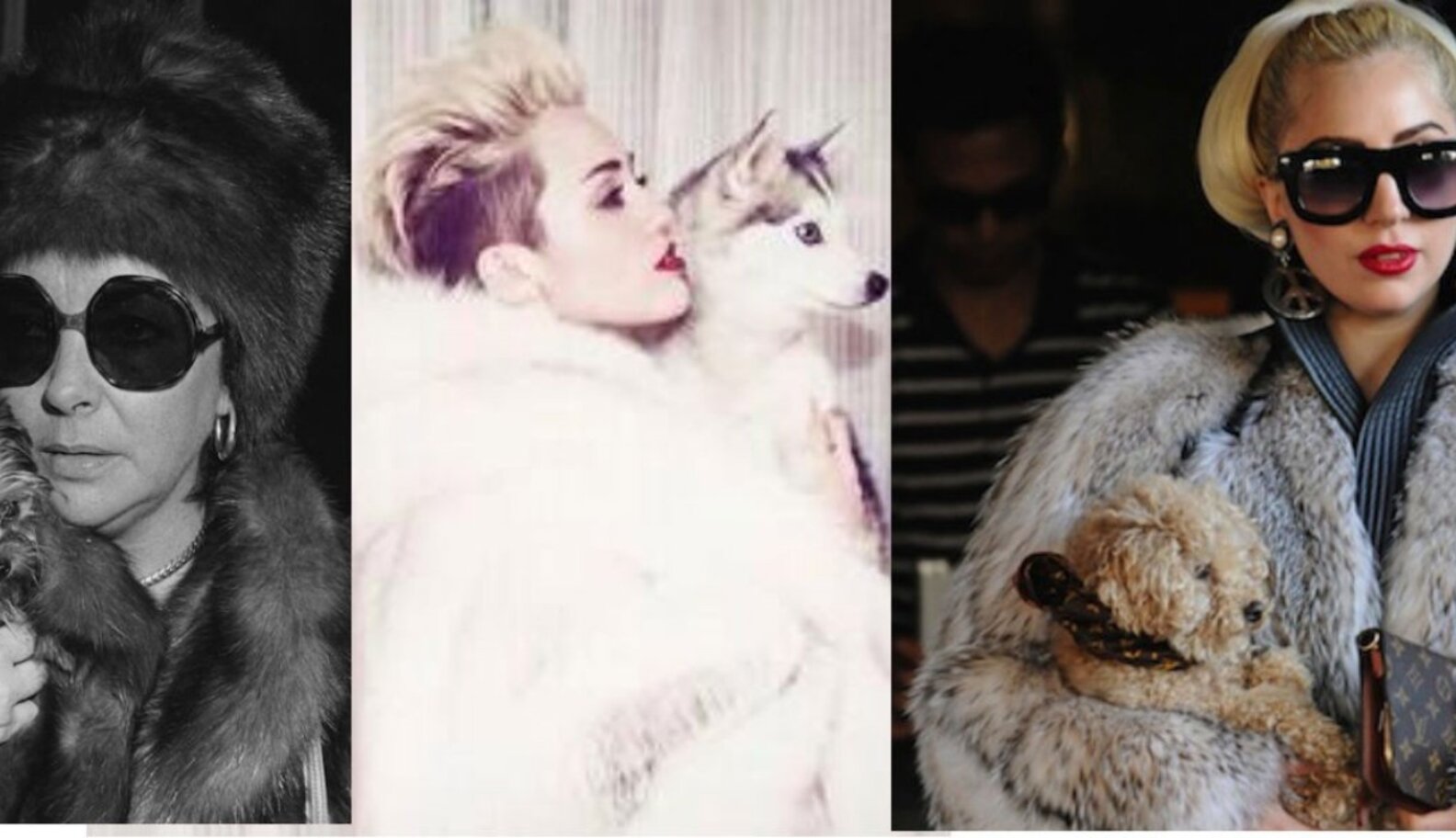 Cruella Complex: Women With Dogs Who Wear Fur - The Dodo