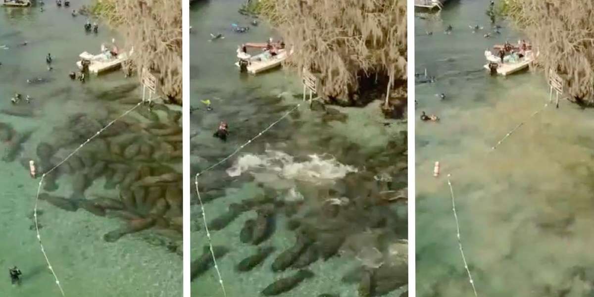 Tourists Harass Manatees Until They Have Epic Freakout - The Dodo