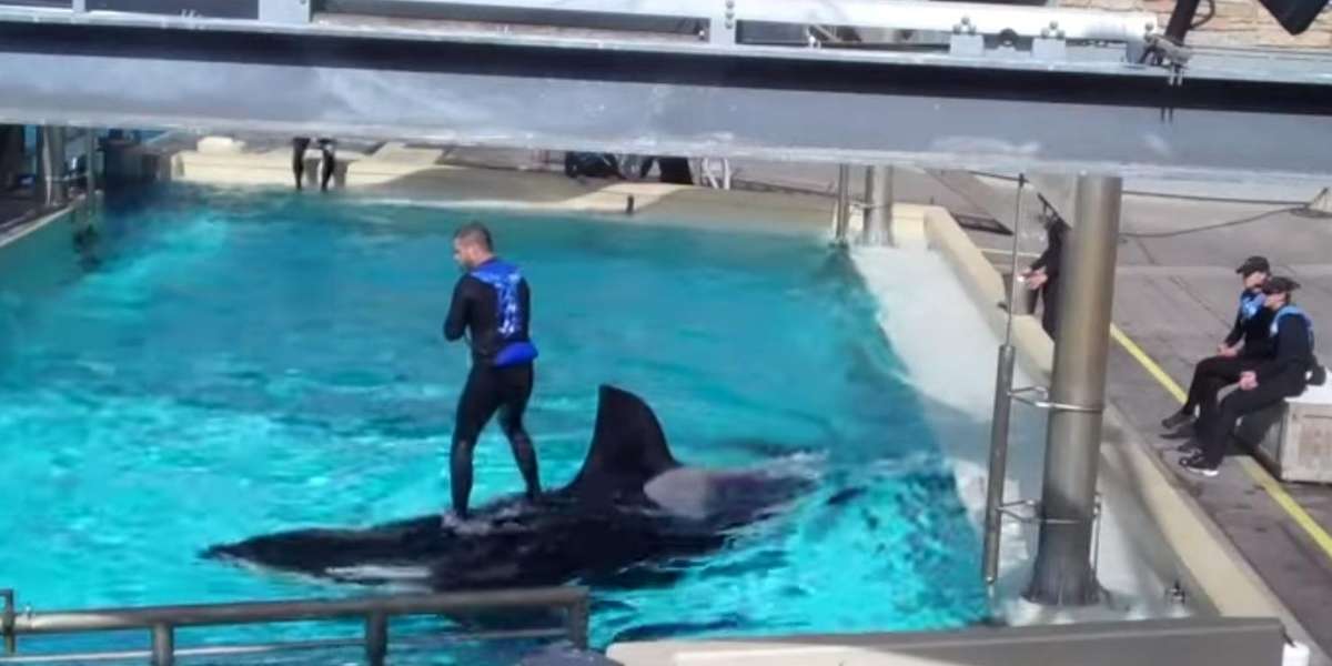 SeaWorld Trainers Still Riding Orcas Despite Legal Ruling - The Dodo